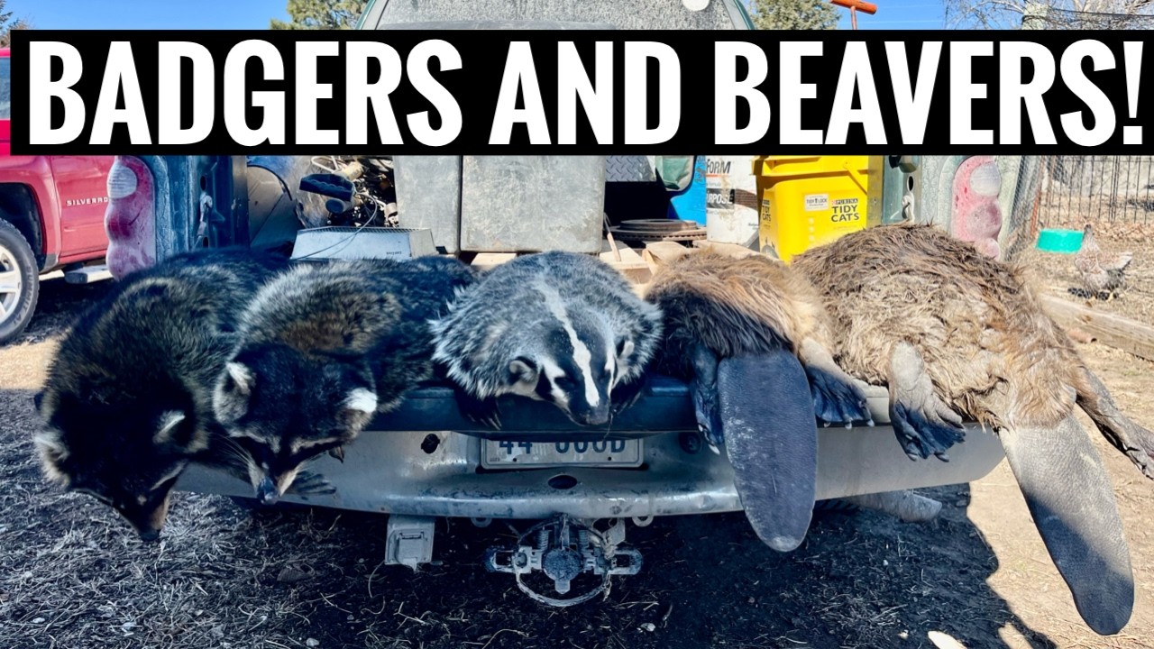 BADGERS AND BEAVERS! S5E18 - YouTube