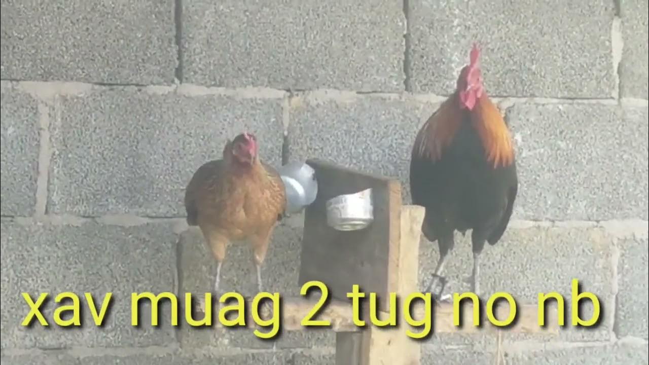 Xav muag qaib cuab, ຕ້ອງການຂາຍໄກ່ຕໍ່ເຊື້ອດີໆ - YouTube