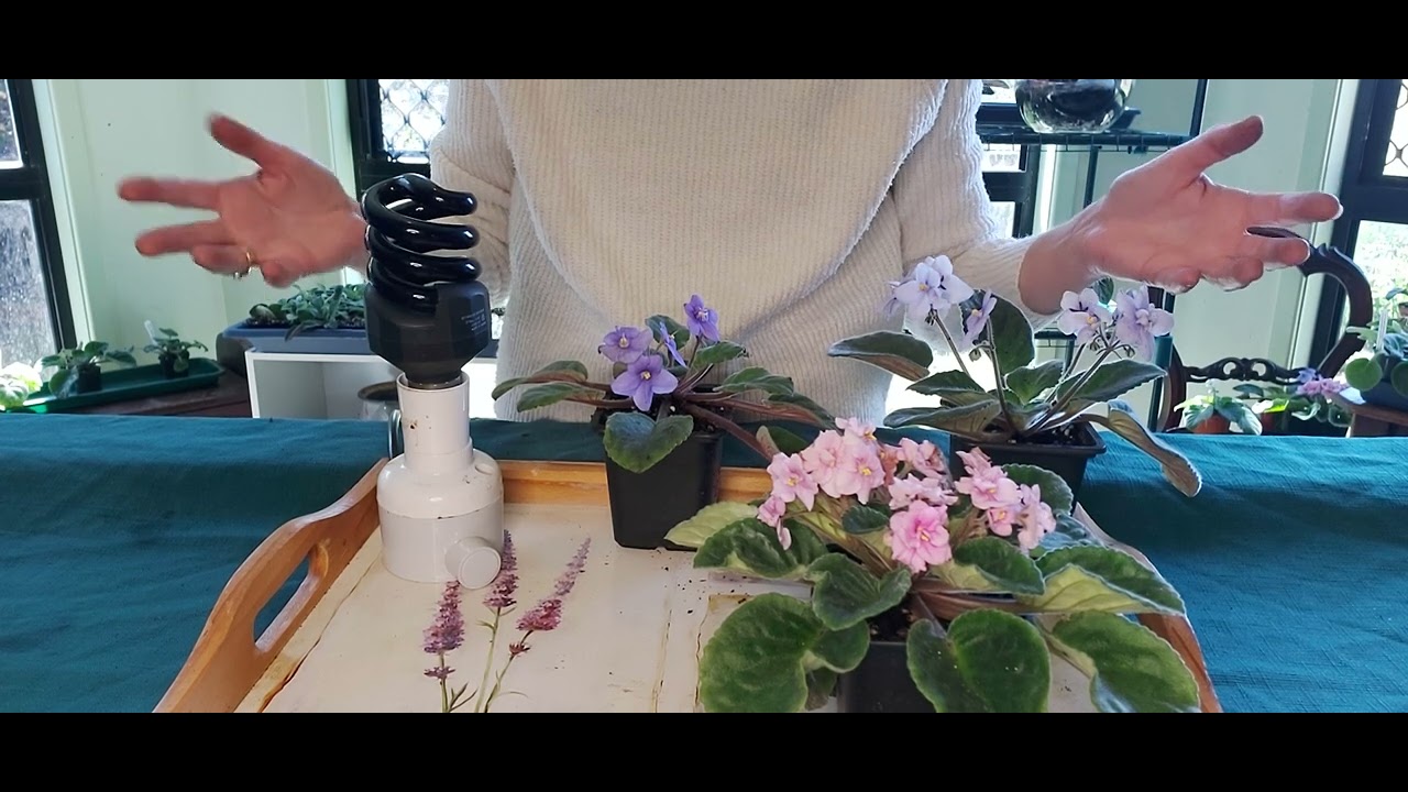 ULTRA-VIOLET LIGHT Update - Experiment on treating African Violet ...