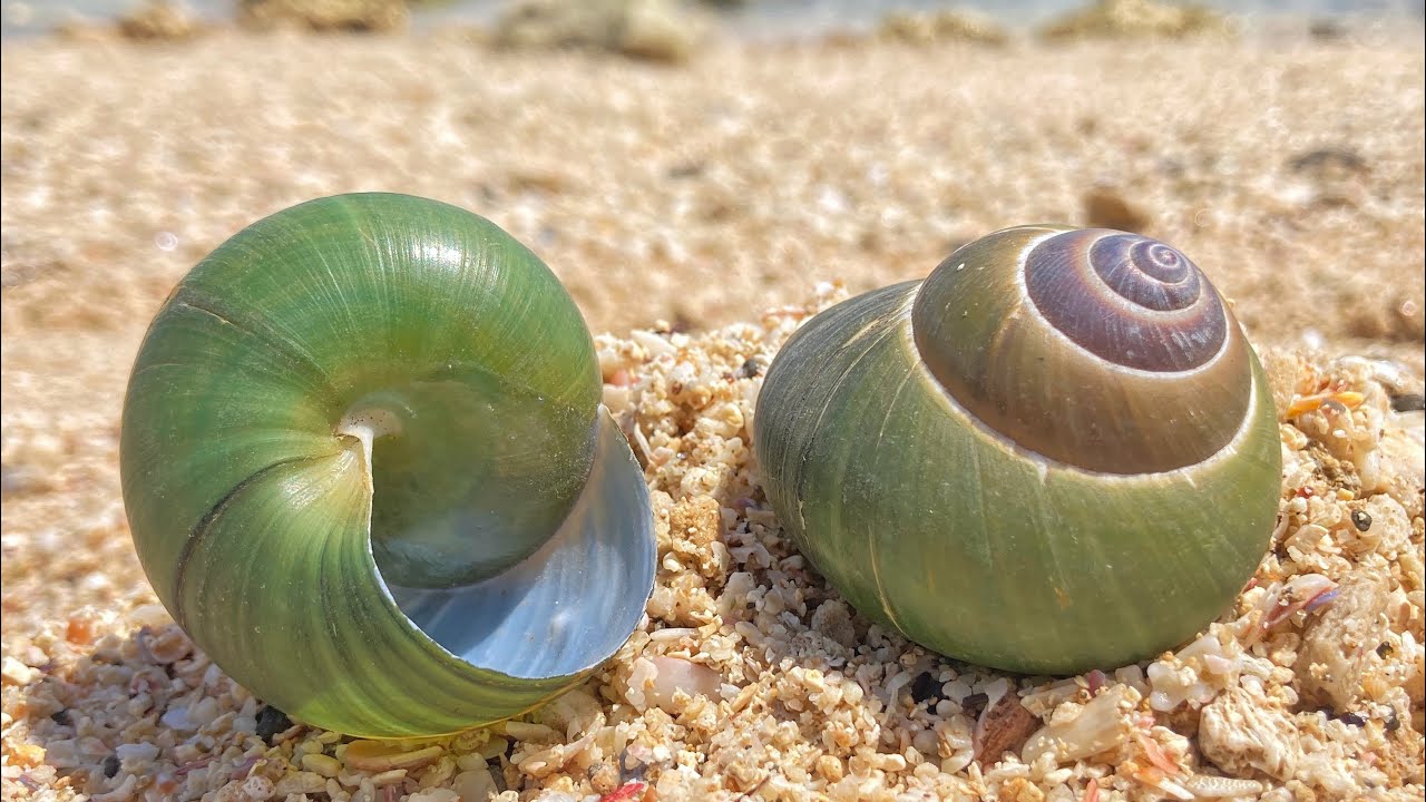 Asperitas Everetti (Land Snail) Cangkang Kerang Siput by Kharisma ...