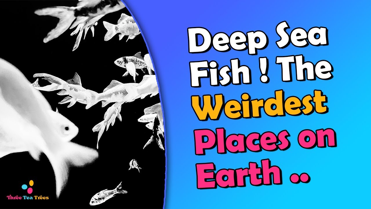 What's the Science Behind Why Deep Sea Fish Are Able to Survive in High ...