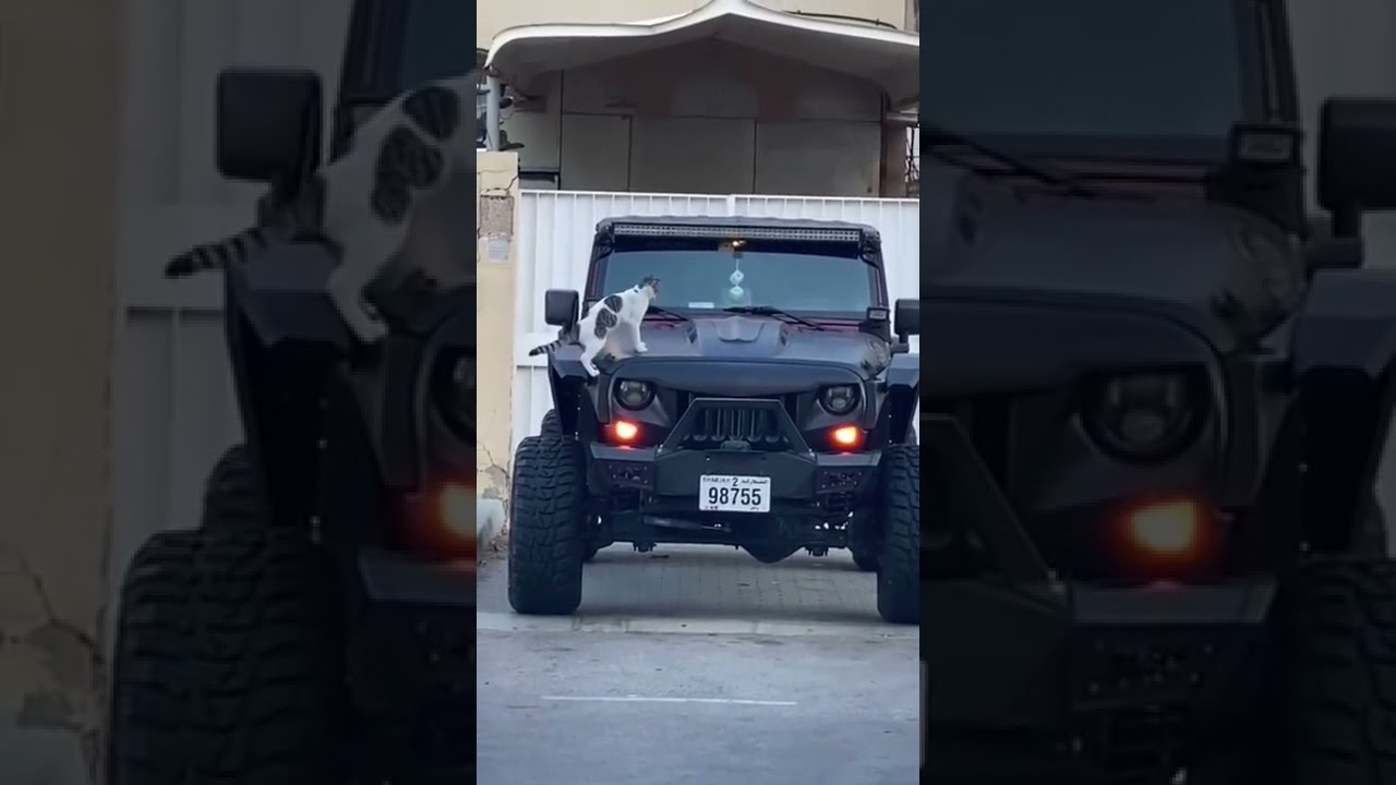 Cat VS Car - YouTube