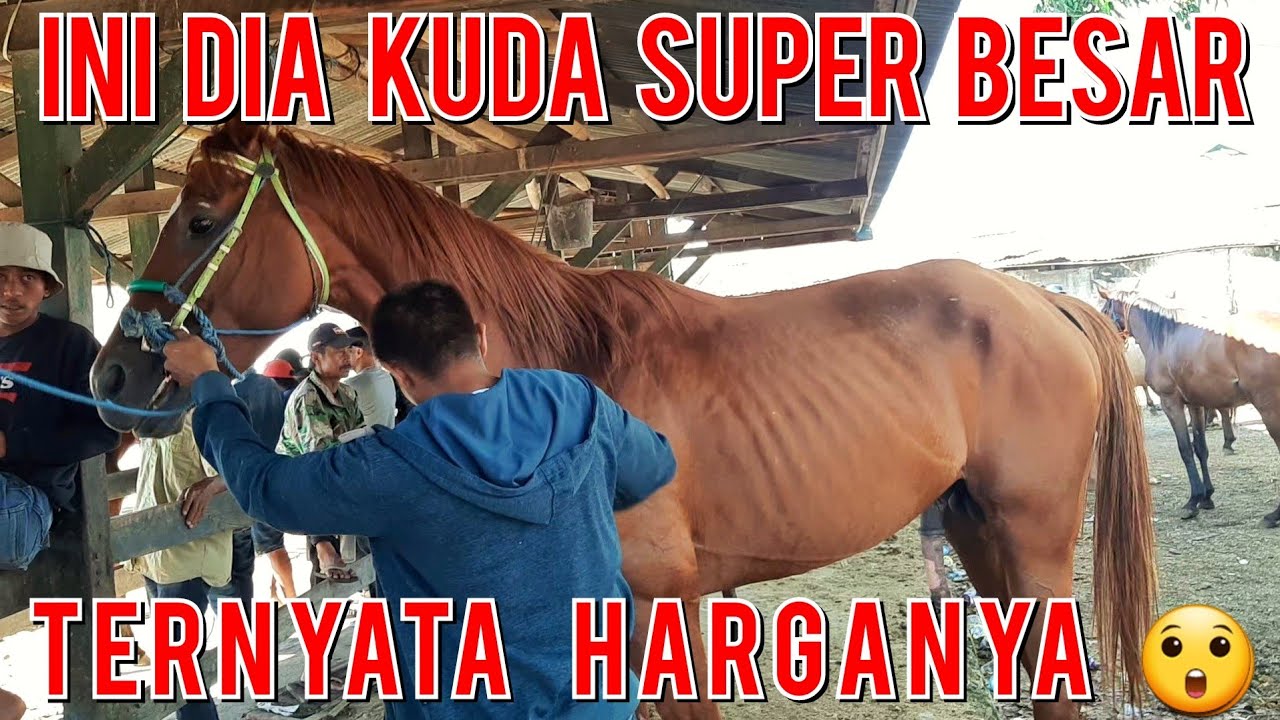PASAR KUDA | REVIEW KUDA SUPER BESAR DI PASAR KUDA JENEPONTO | PASAR ...