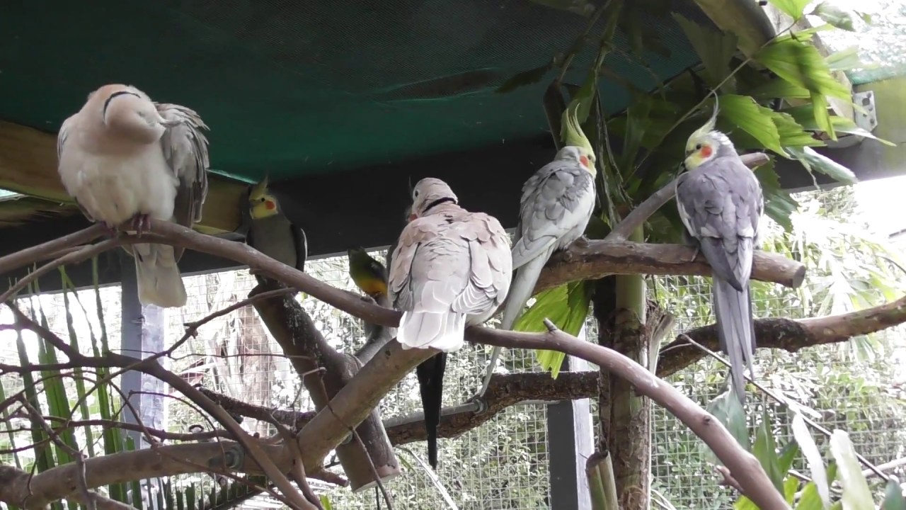 A New Addition to the Aviary? | Pheasantasiam Aviary Update Week 35 ...