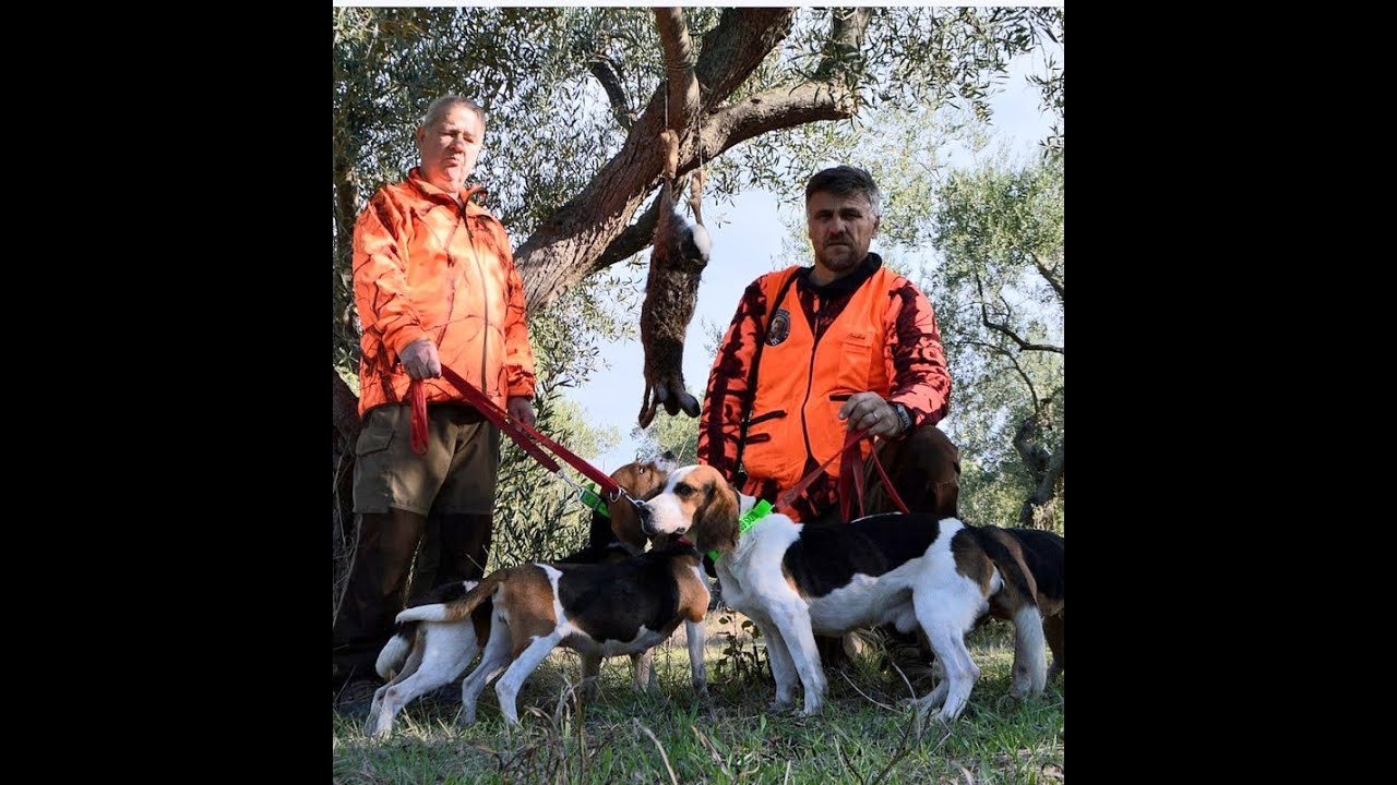 beagle Tsirkoudis 9/12/2023 ξεφόλιασμα δίωξη τουφεκιά - YouTube
