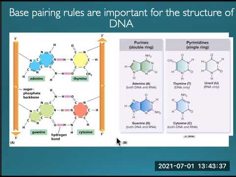 What is a transition vs. a transversion and what does each have to do ...
