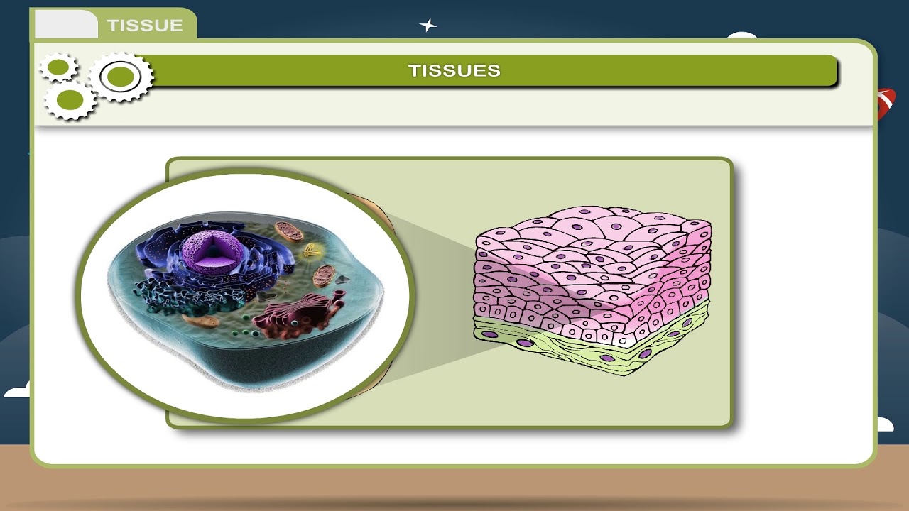 ch1 Tissue , Bio -7 - YouTube