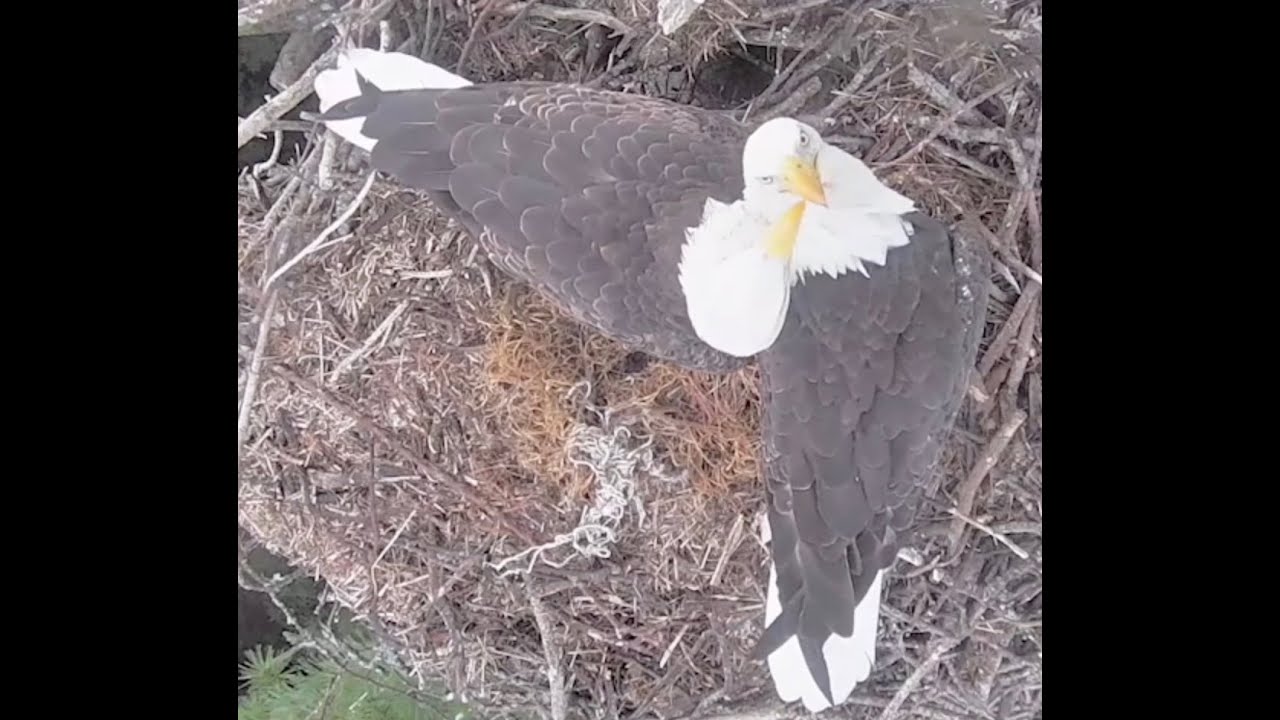 20240902 JC JoBo Lovebirds and Boone's PoofDo - Johnson City Bald ...