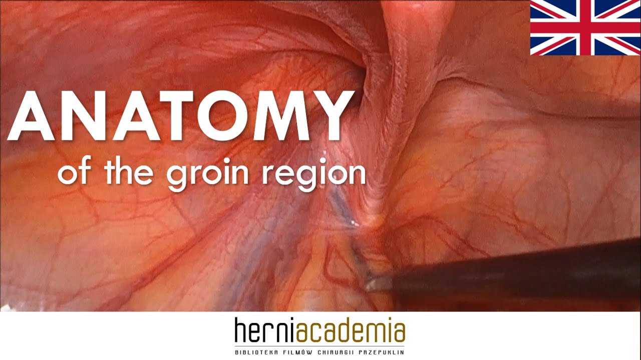 Groin Anatomy in Laparoscopy (introduction to critical view of ...