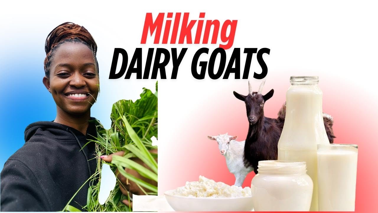 MY MUM TAUGHT ME HOW TO MILK DAIRY GOATS - YouTube