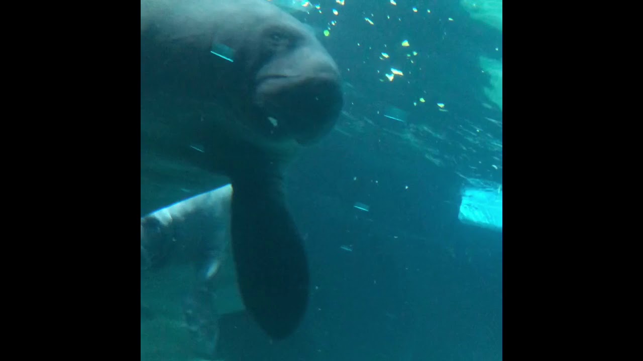 Epcot Manatees - YouTube