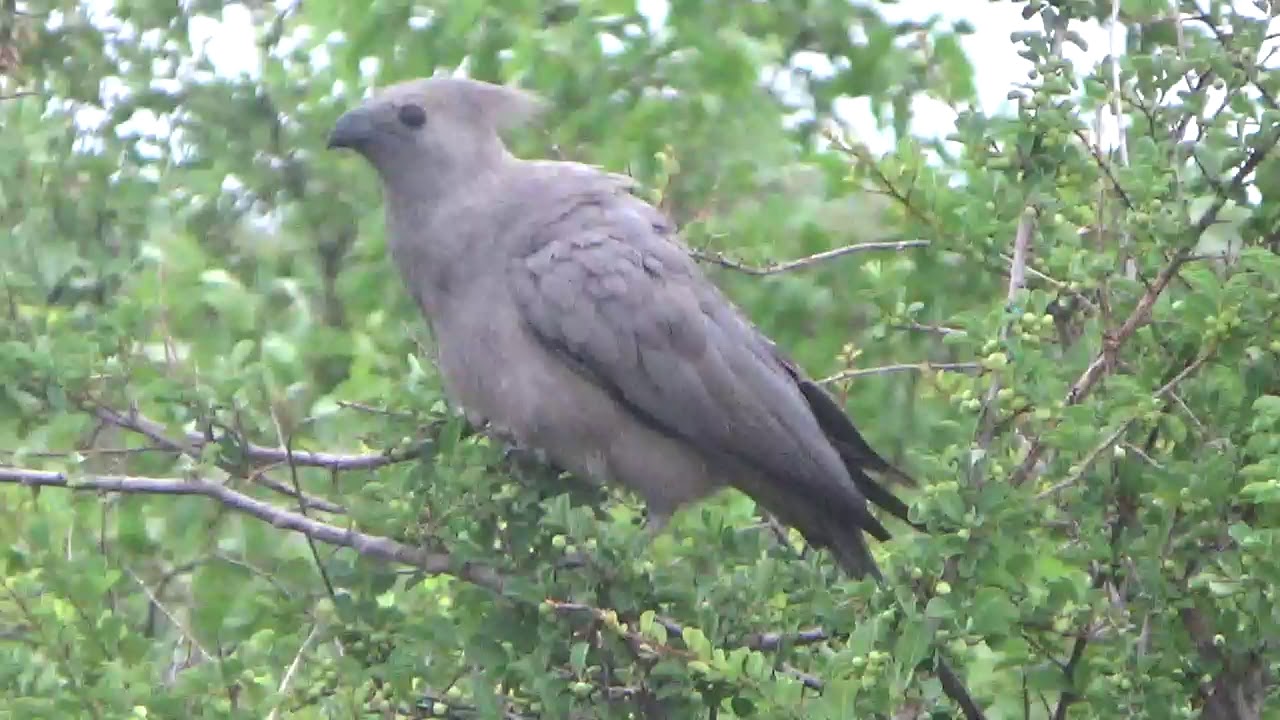 Grey Loerie (Go Away Bird) - YouTube