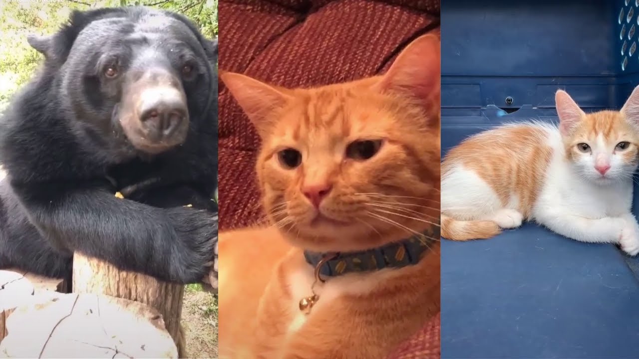 Cute Pets collection tiktok #9 #cat #dog #pets Cute PetZ - YouTube