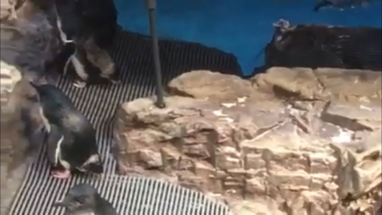 Penguins Honking - YouTube