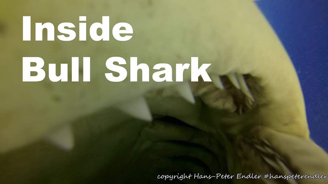 Diving Bahamas #05 - Inside Bull Shark / Bullenhai frißt GoPro - Hans ...