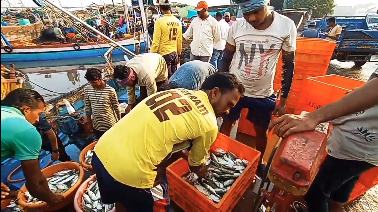 fish market mirkarwada jetty Ratnagiri kokan| फिश मार्केट मिरकरवाडा ...