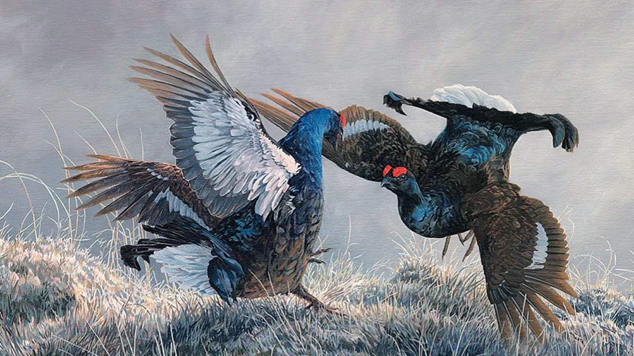 black grouse bird is a large game bird in the grouse family. - YouTube