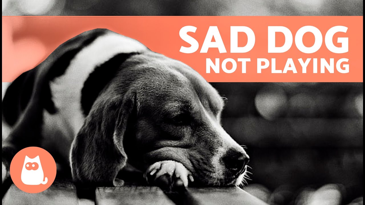My DOG Doesn't Want to PLAY ANYMORE 🐶 (4 Common Causes) - YouTube