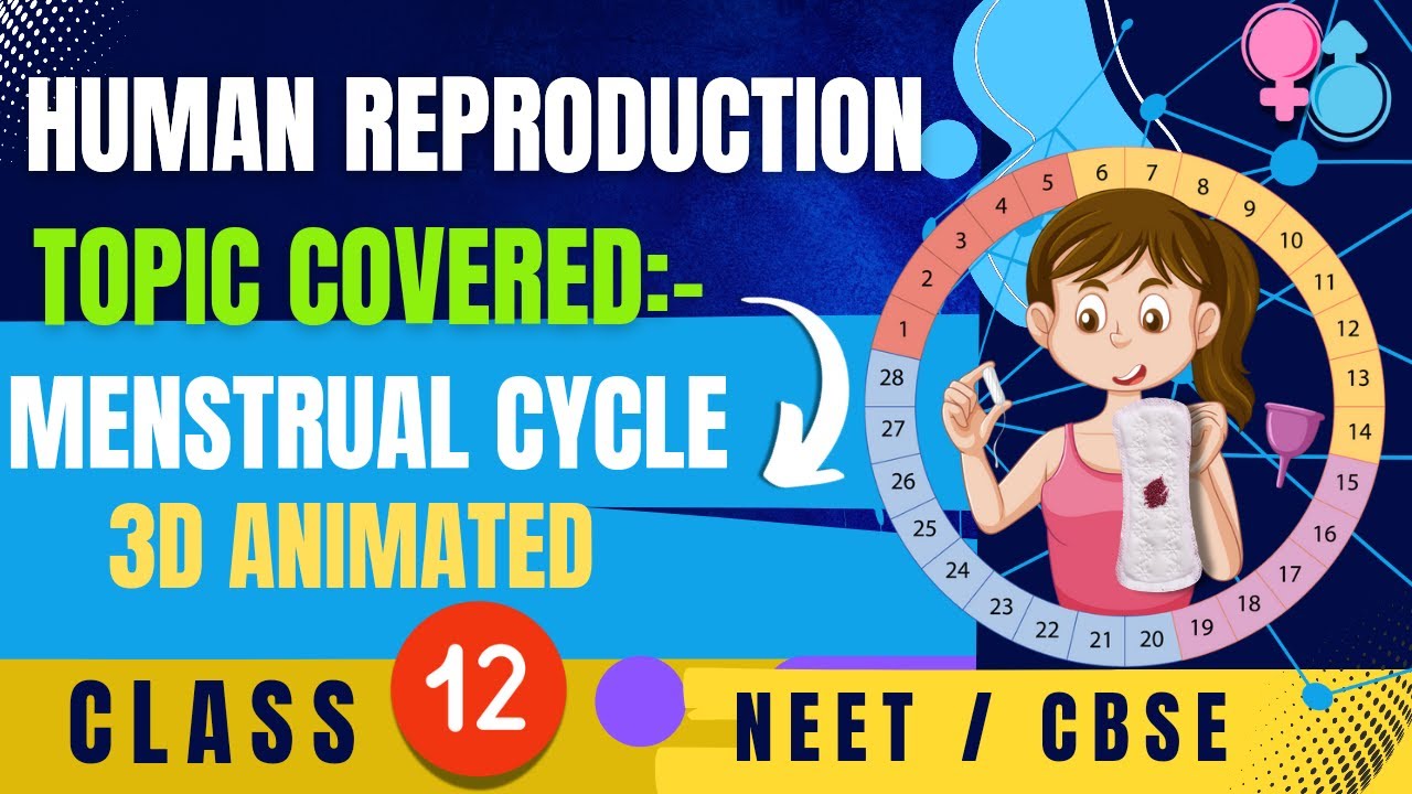 Menstrual Cycle | Human Reproduction Class 12th Biology. #ncert #neet# ...
