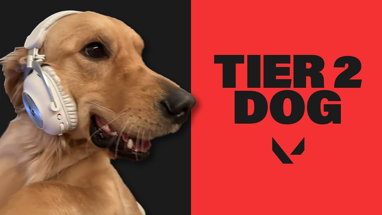 What Its Like To Be A Professional Valorant Player (Tier 2 DOG) - gMd ...
