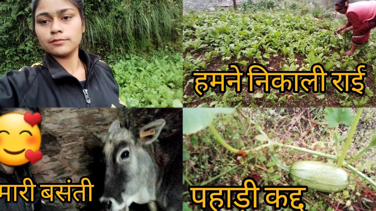 14 September 2023 हमने निकाली राई हमारी बसंती🥰💝 पहाड़ी कद्दू #pahadi # ...