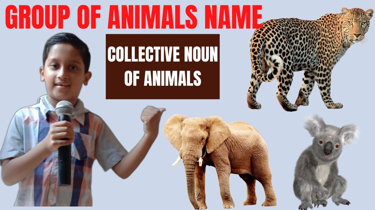 Quiz On A Group Of Animals || Collective Nouns Of Animals || Animal ...