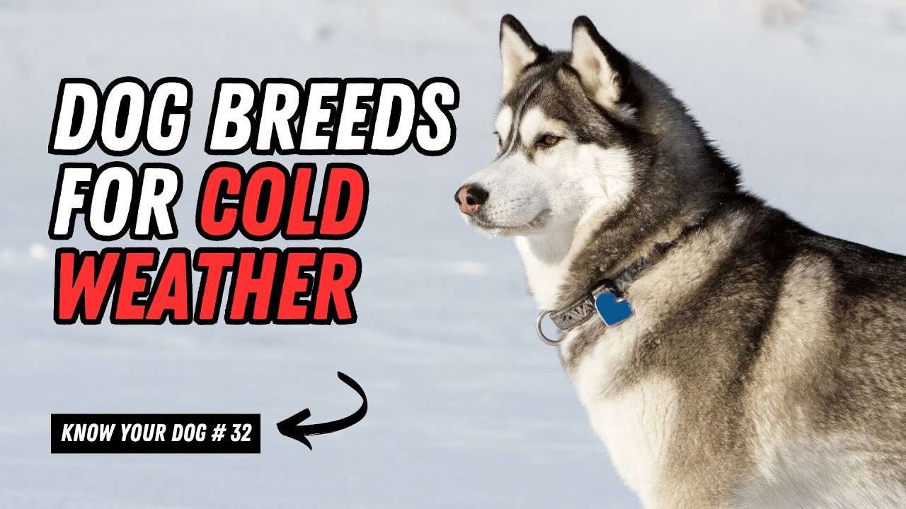 Top 5 Dog Breeds for Cold Weather ️ | Best Dogs for Snowy Adventures ...