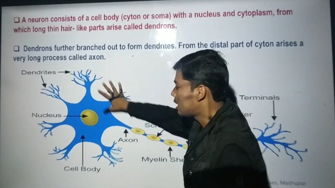 Tissue: Nervous tissue | Class-IX | Biology - YouTube
