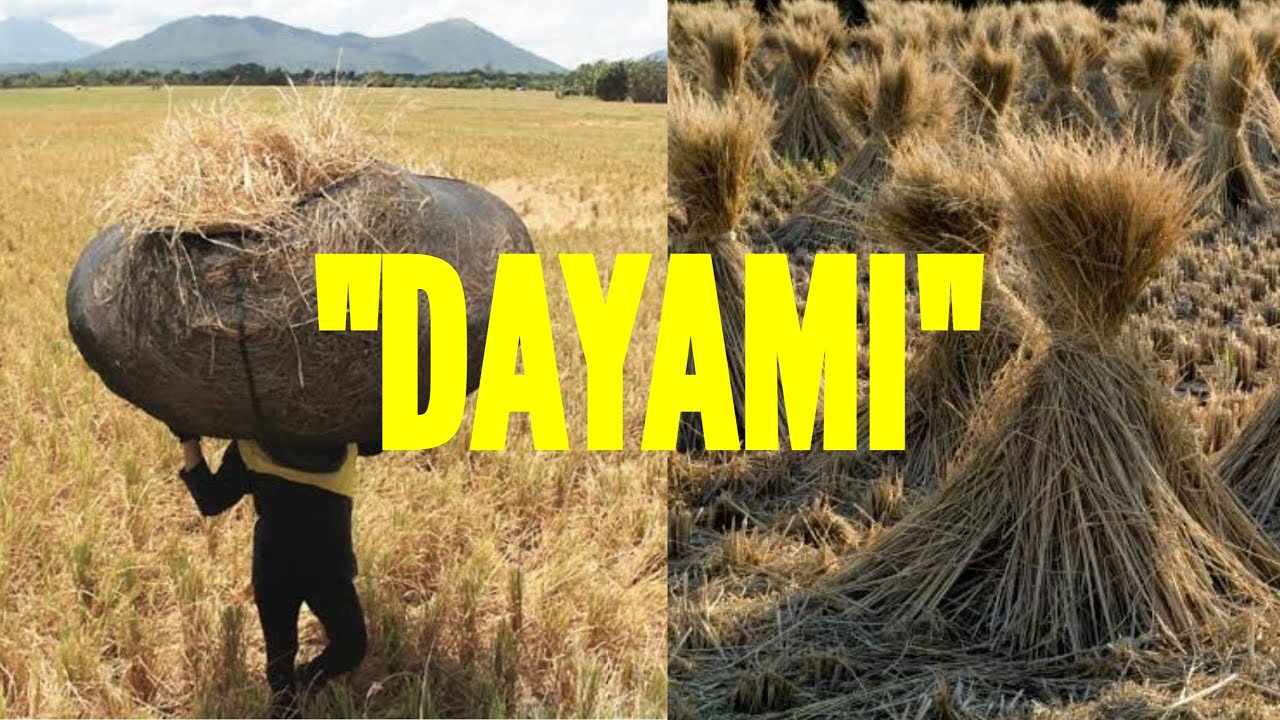 Turning ‘agri-trash’ into treasure: Rice straw as a potential energy ...