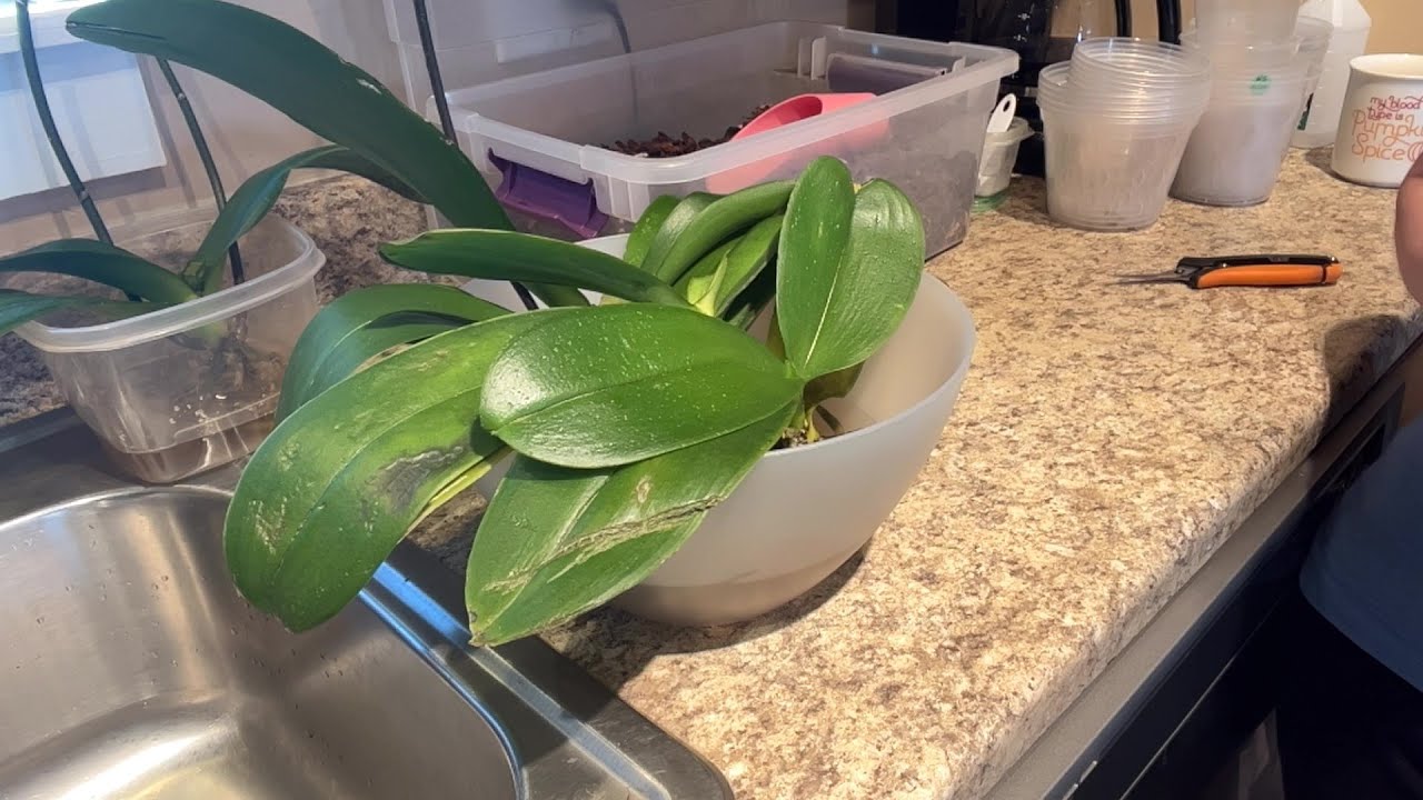 Potting Up December 2023 ICPU Orchids Pt 1 Let's pot up four of the ...