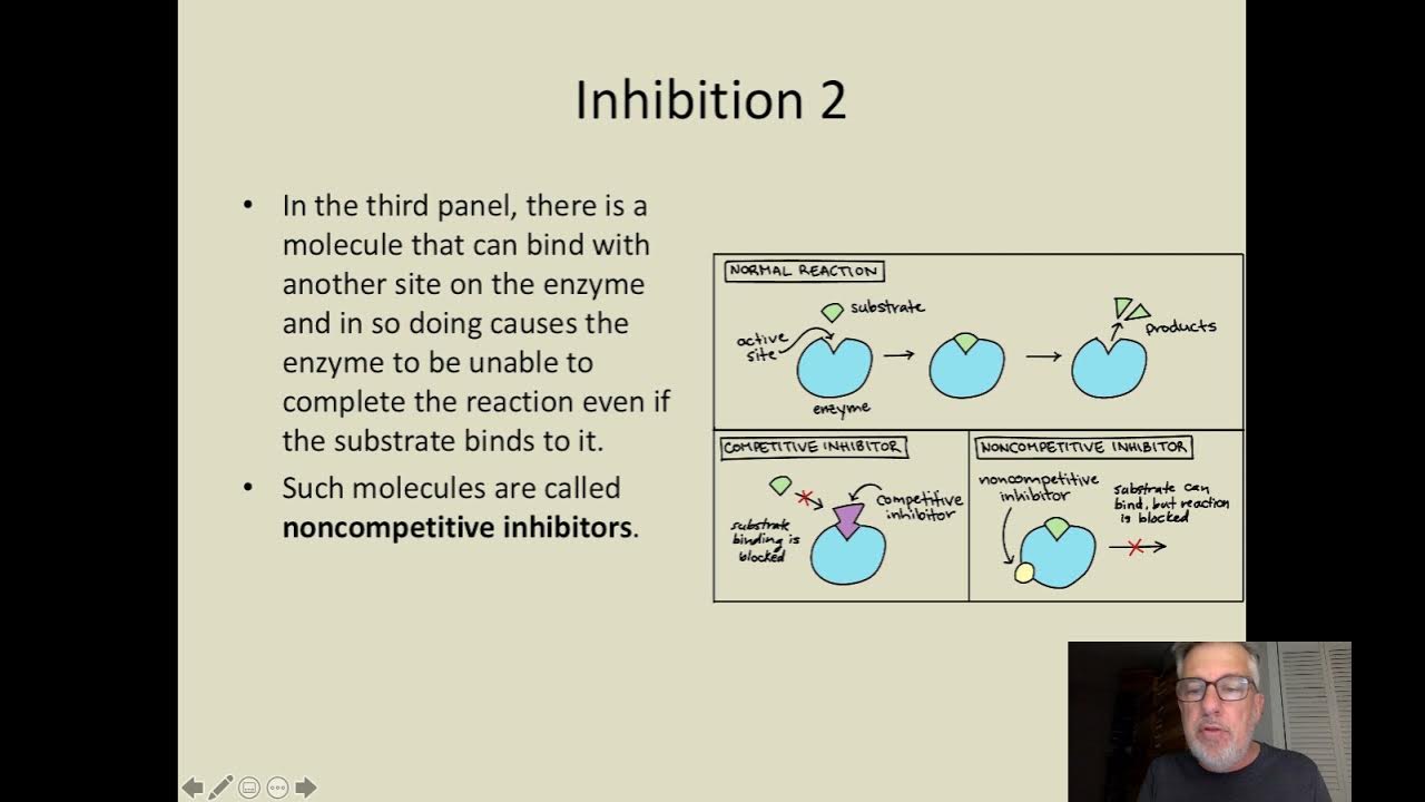 B7-2 Cellular Control of Enzymatic Reactions - YouTube