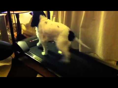 Dog running machine - YouTube