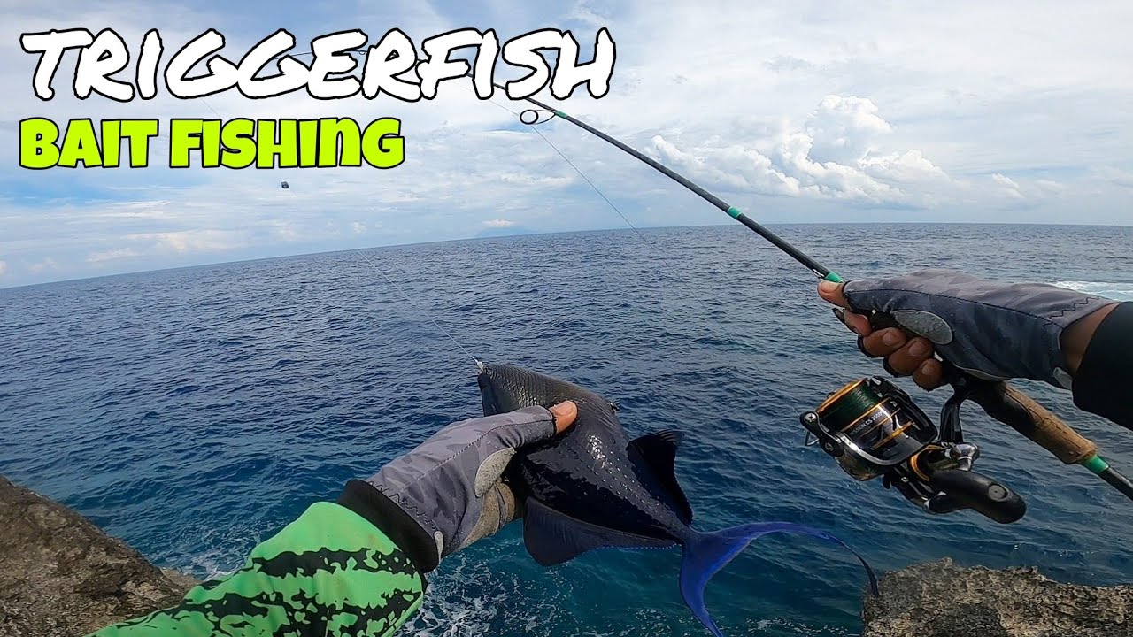 Bait Fishing | Epektibong Pangingisda ng Papakol | Batanes - YouTube