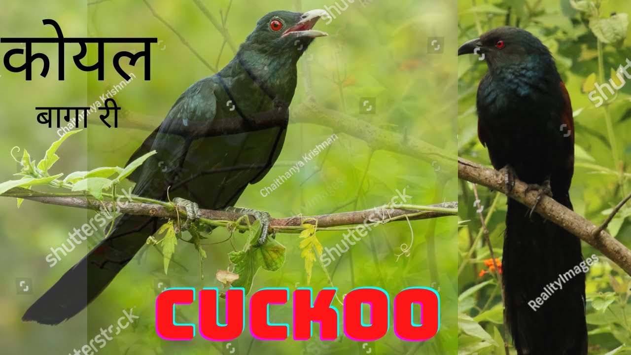 कोयल बागा री cuckoo #illujillu #birds - YouTube