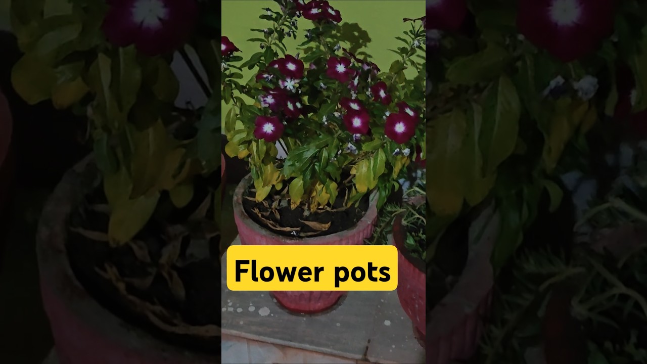#flowers #flowerpot #pot #gamla - YouTube