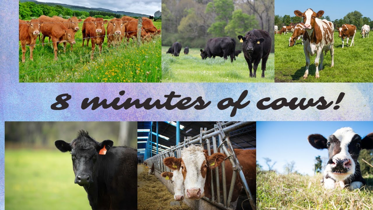 8 Minutes of Cows - YouTube