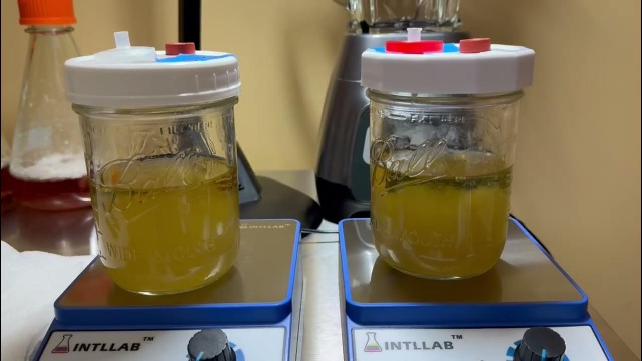 Trichoderma Production Grain Cultivation Liquid Culture And Long