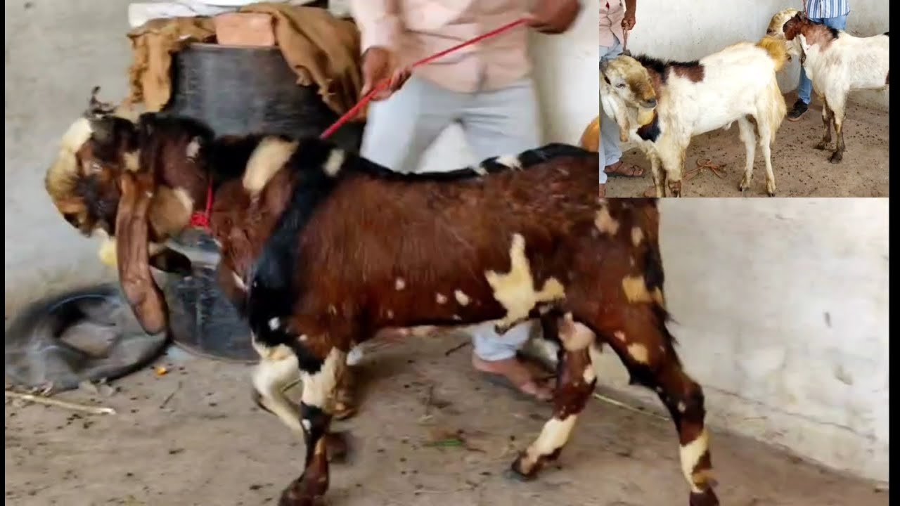 Adunt me itne badhi size ke kota bakre 8 bakro ki patti body weight 65 ...