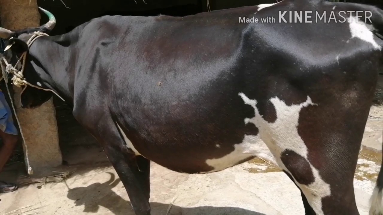 Attractive HF Cross Heifer sold at Bhai cattle farms - YouTube