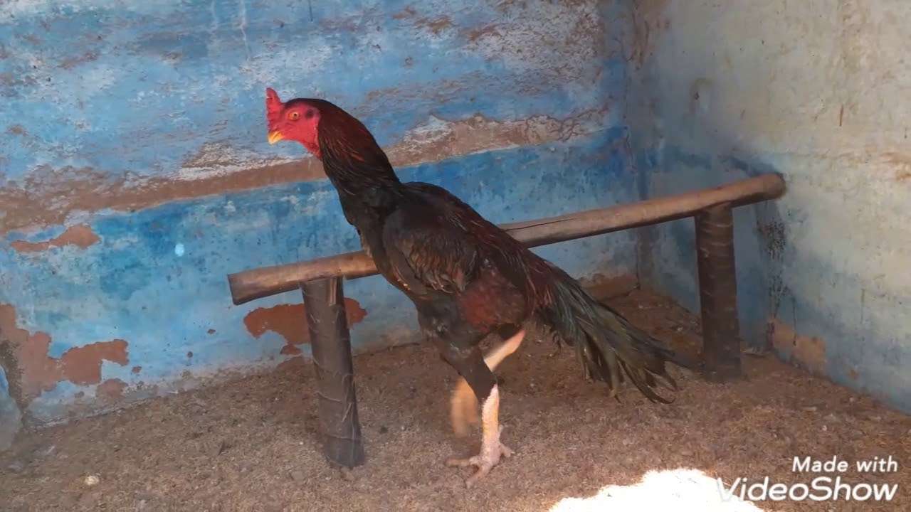 GALO INDIO PURO COROMANDEL #3 - YouTube