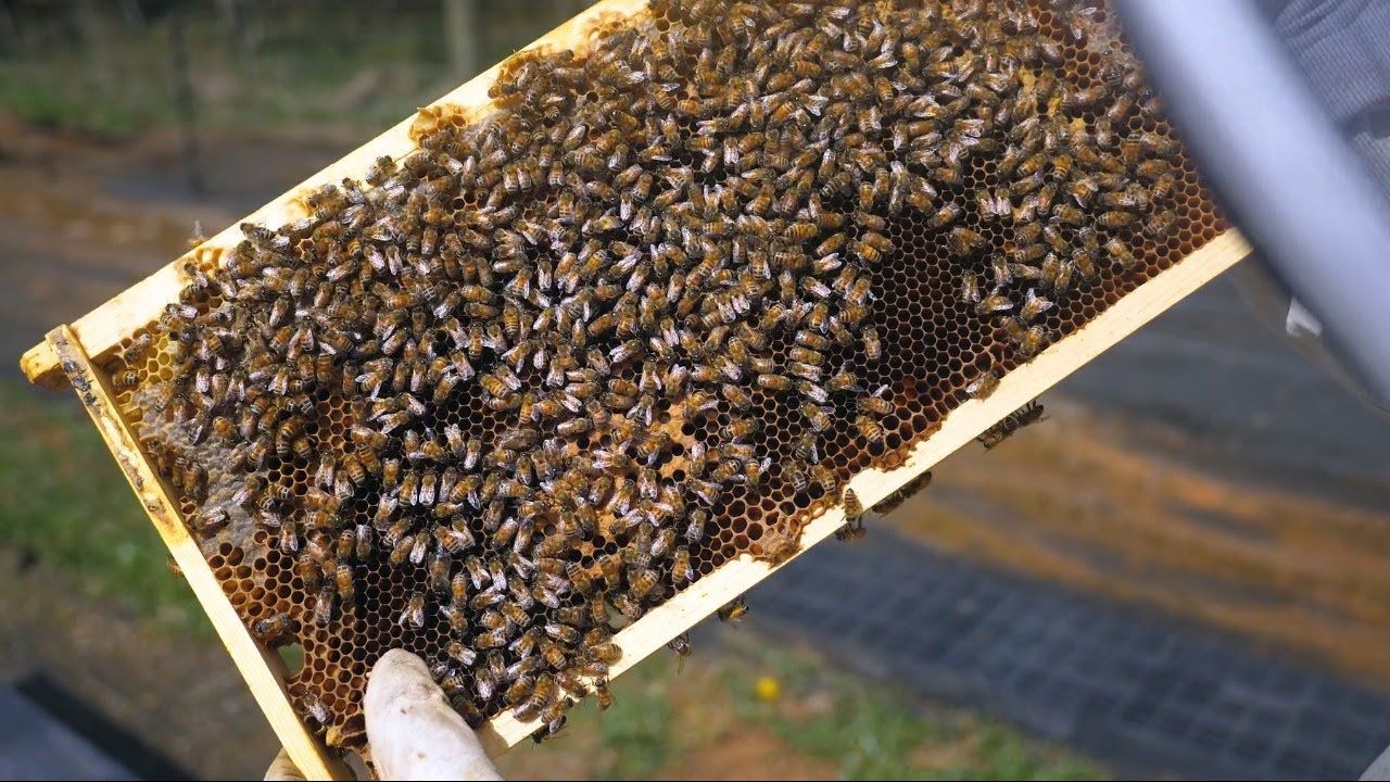 Beekeeping at Monticello - YouTube