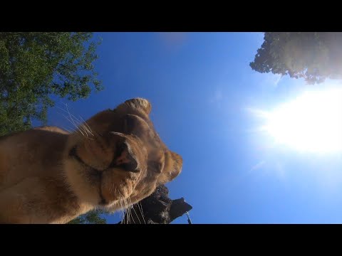 Lions at Oregon Zoo Steal Hidden Camera