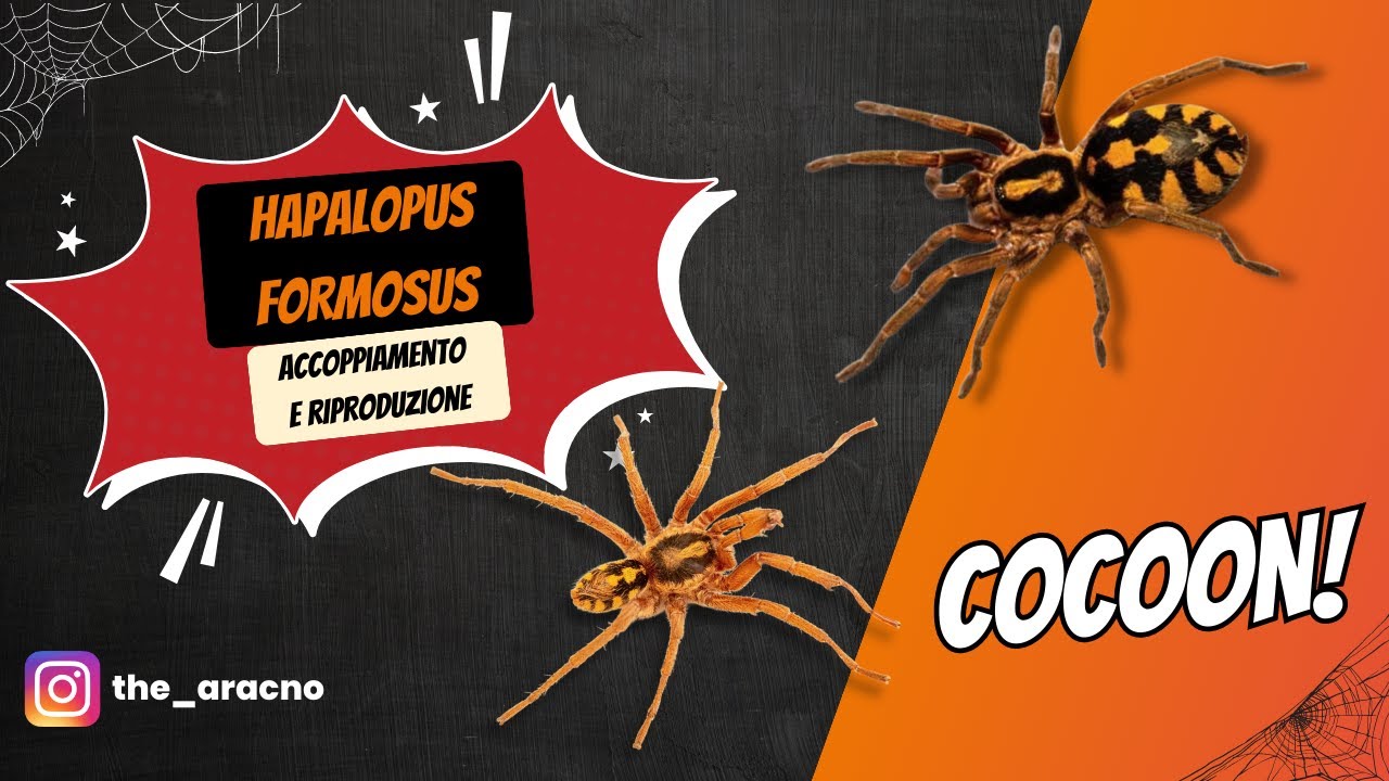 Hapalopus formosus/Hapalopus sp Colombia Gross: accoppiamento e ...