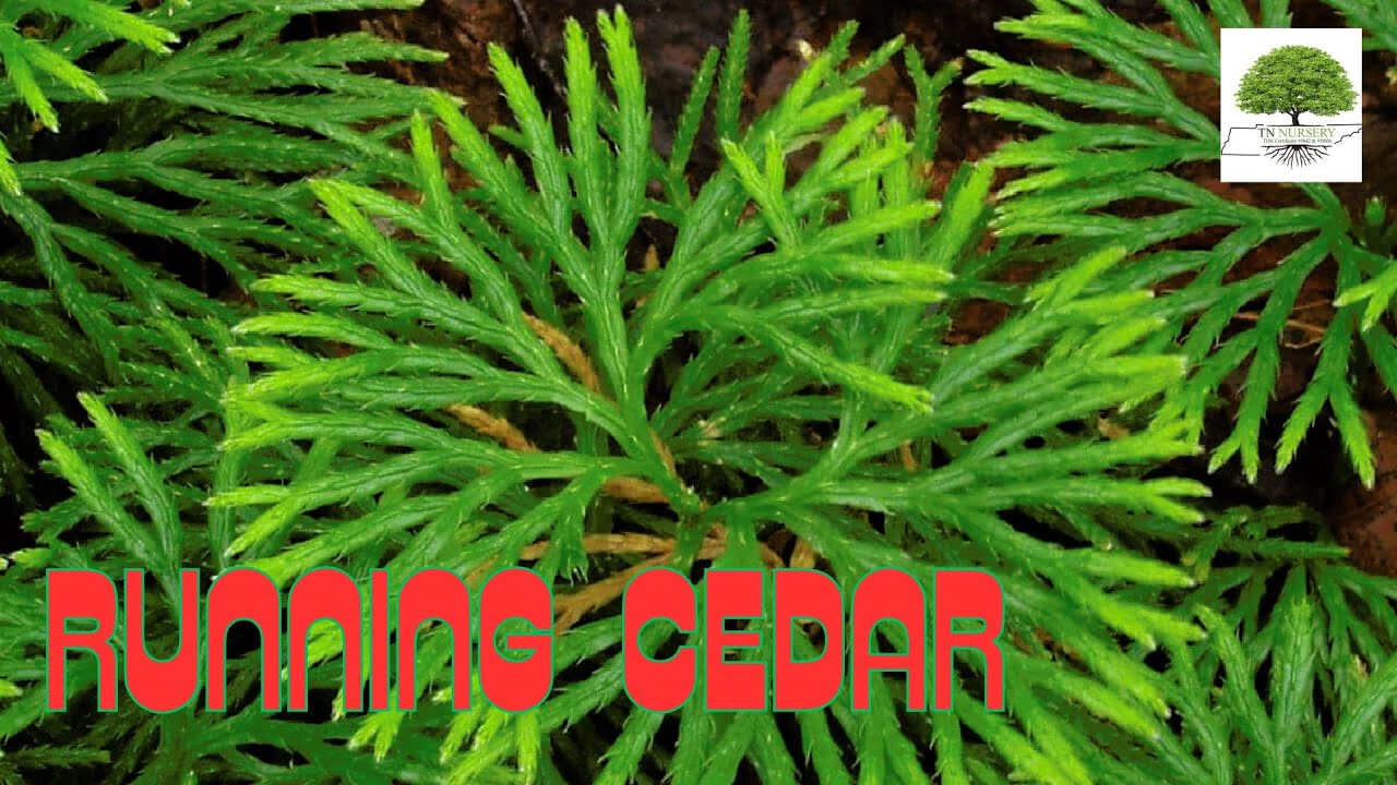 Running Cedar - TN Nursery - YouTube