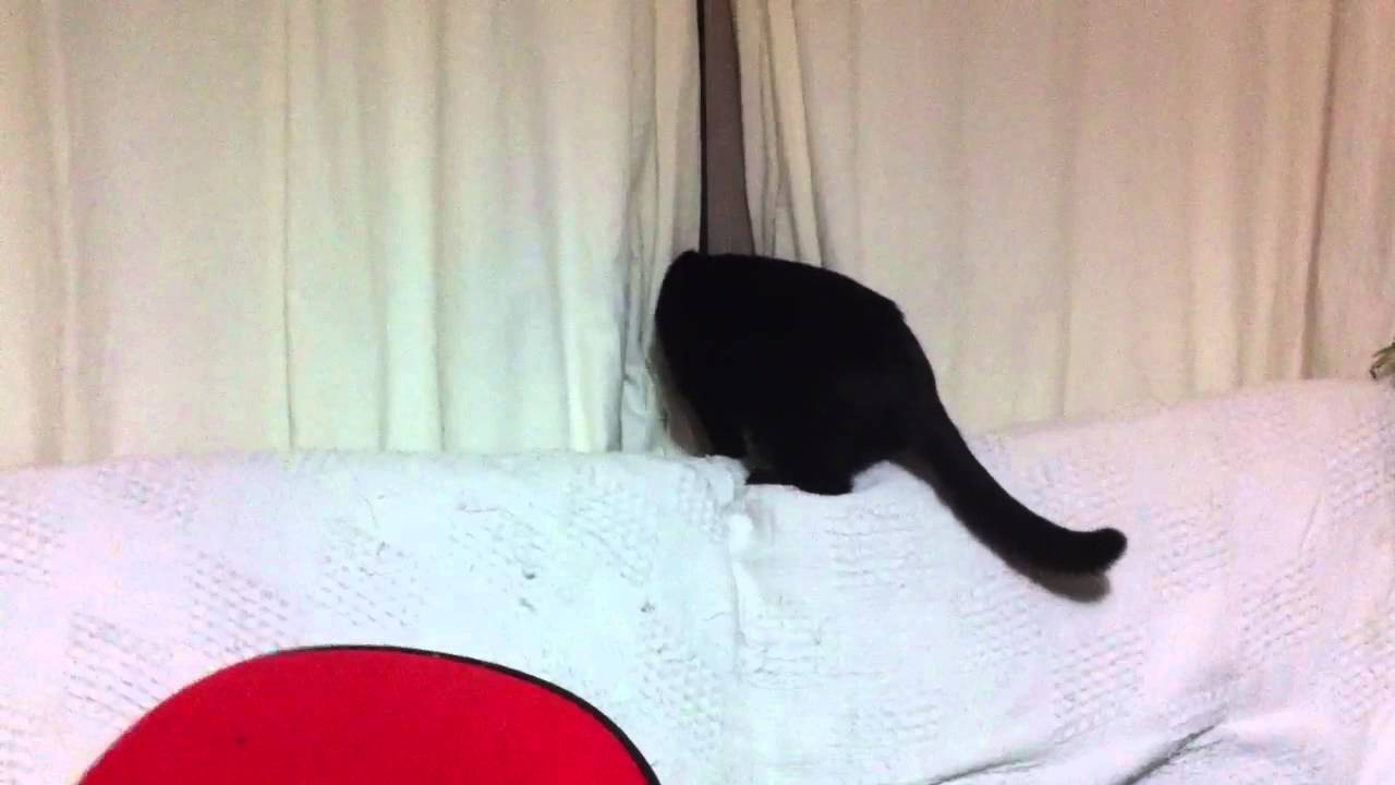 Giles the cat - YouTube