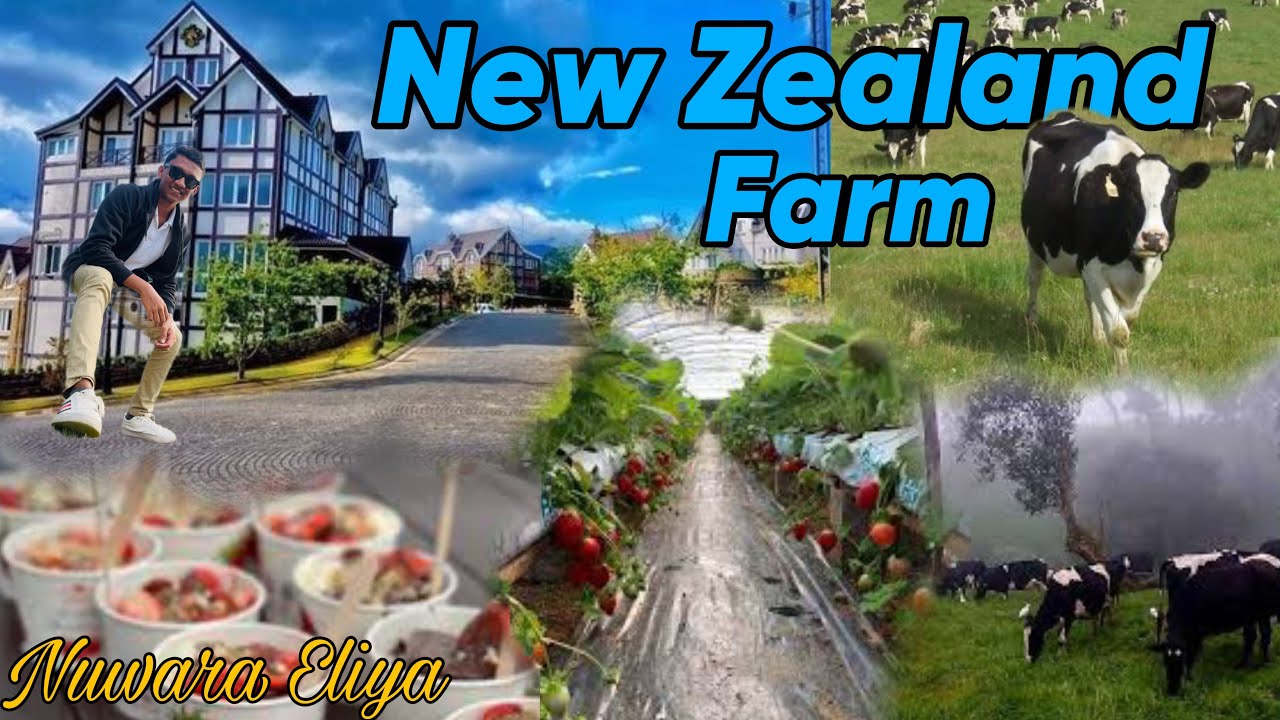 Ambewela New Zealand farm | ලංකාවේ ලොකුම farm එක 😊 - YouTube