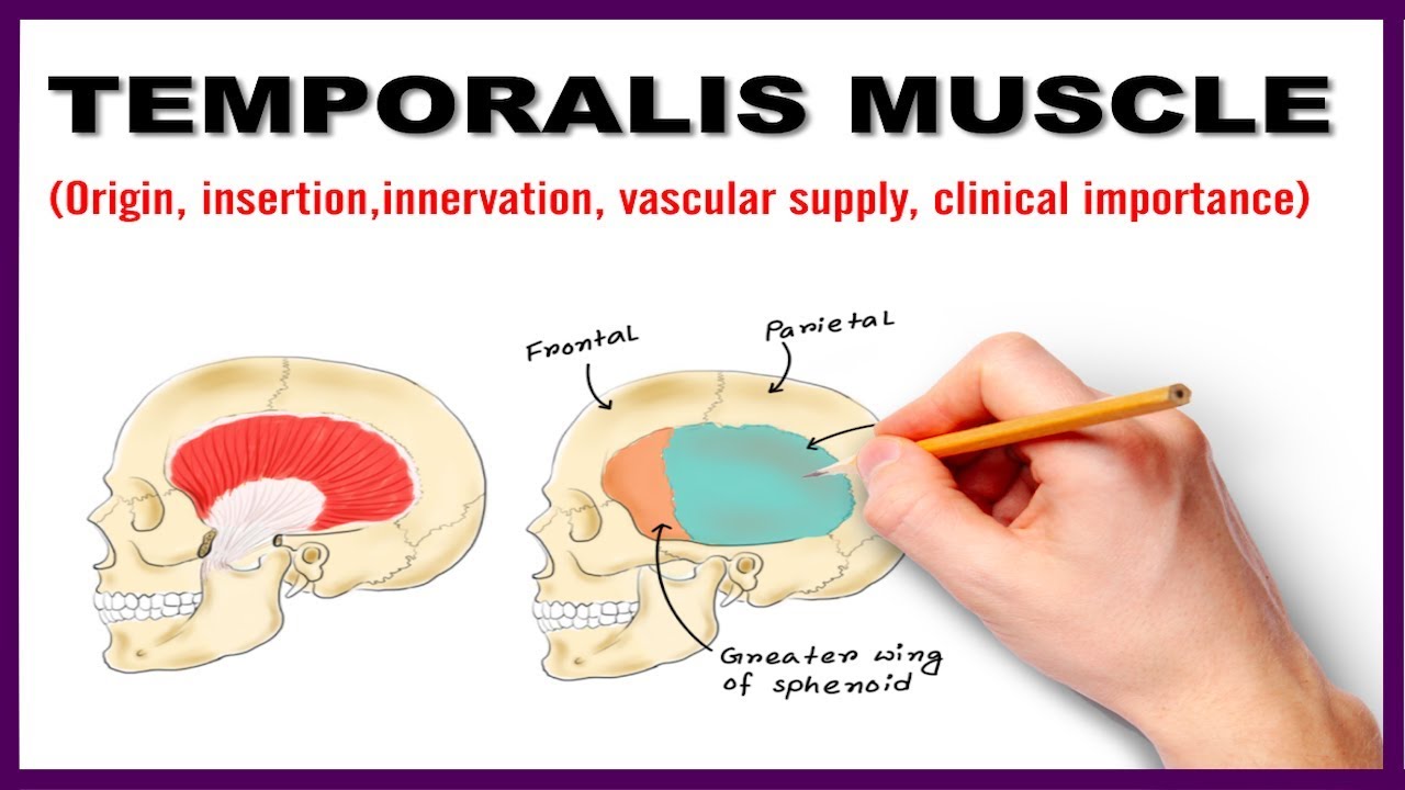 Temporalis Muscle Origin Insertion Nerve Supply Clinical