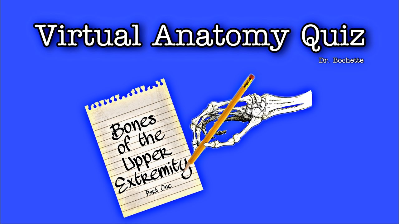Virtual Anatomy Quiz - Bones of the Upper Extremity (Part One) - YouTube