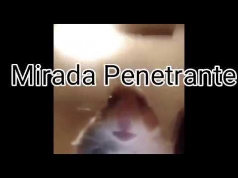 Webcam Hamster meme