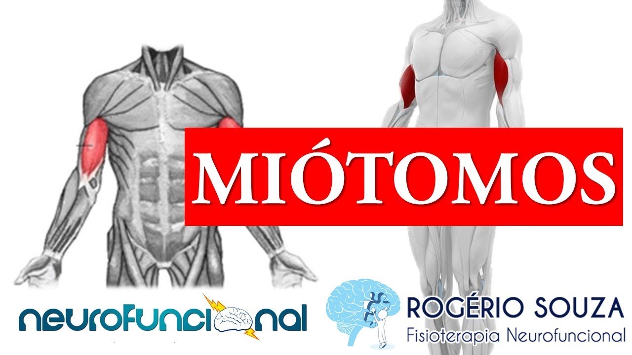 Dermátomos Dos Membros Inferiores